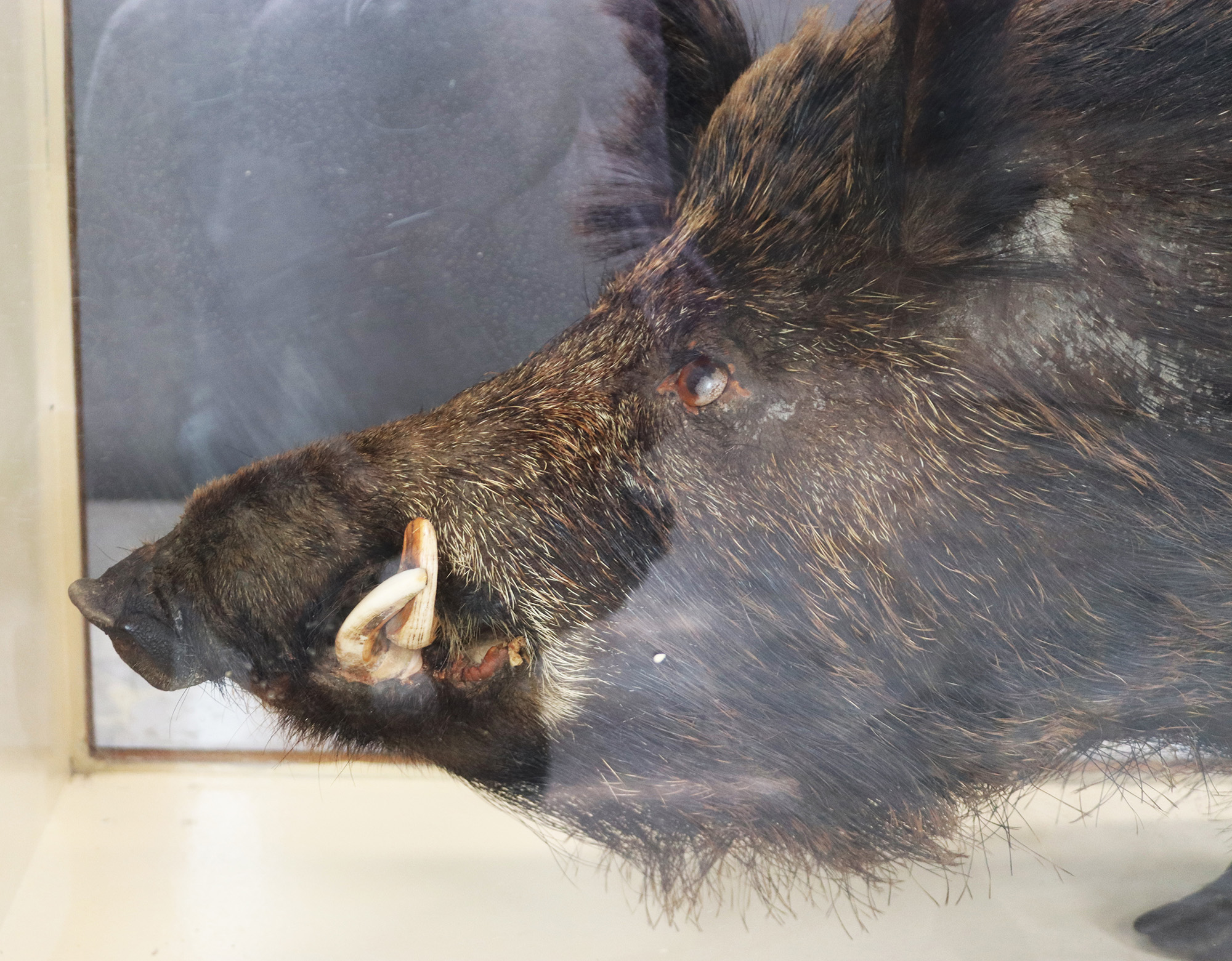Stuffed boar in a display case | Viscontea Casa d'Aste | ArsValue.com
